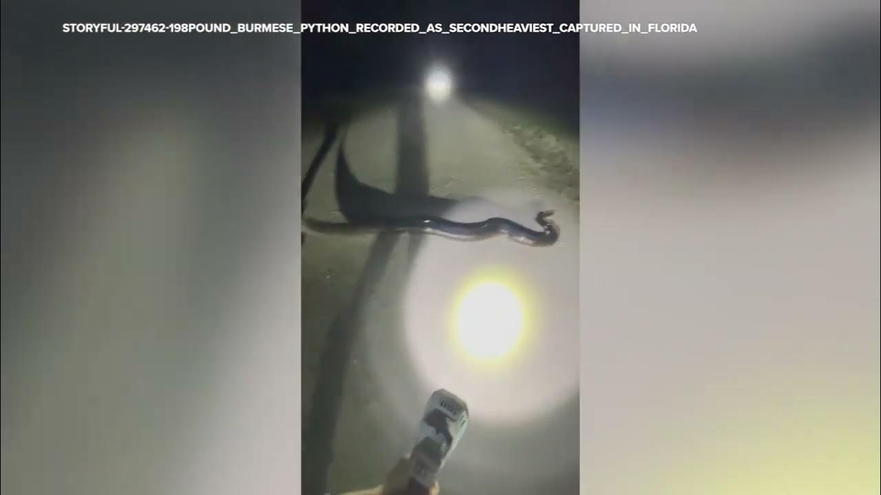 198-pound Burmese python captured in Florida - YouTube