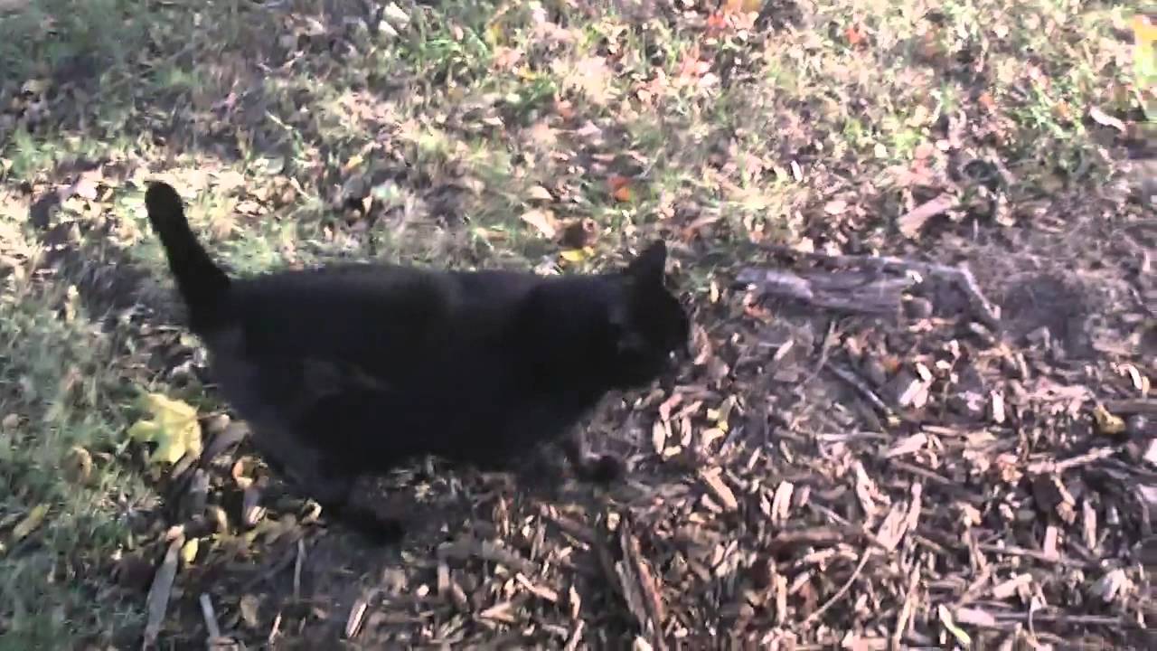 the fat puma 11 - YouTube