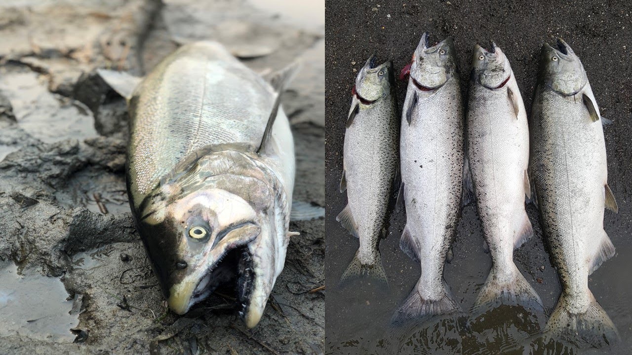 Fishing for Chinook on the Samish | Sept 2018 - YouTube