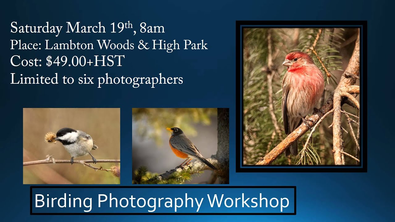 Bird photography workshops, March 19th, 2016 - YouTube