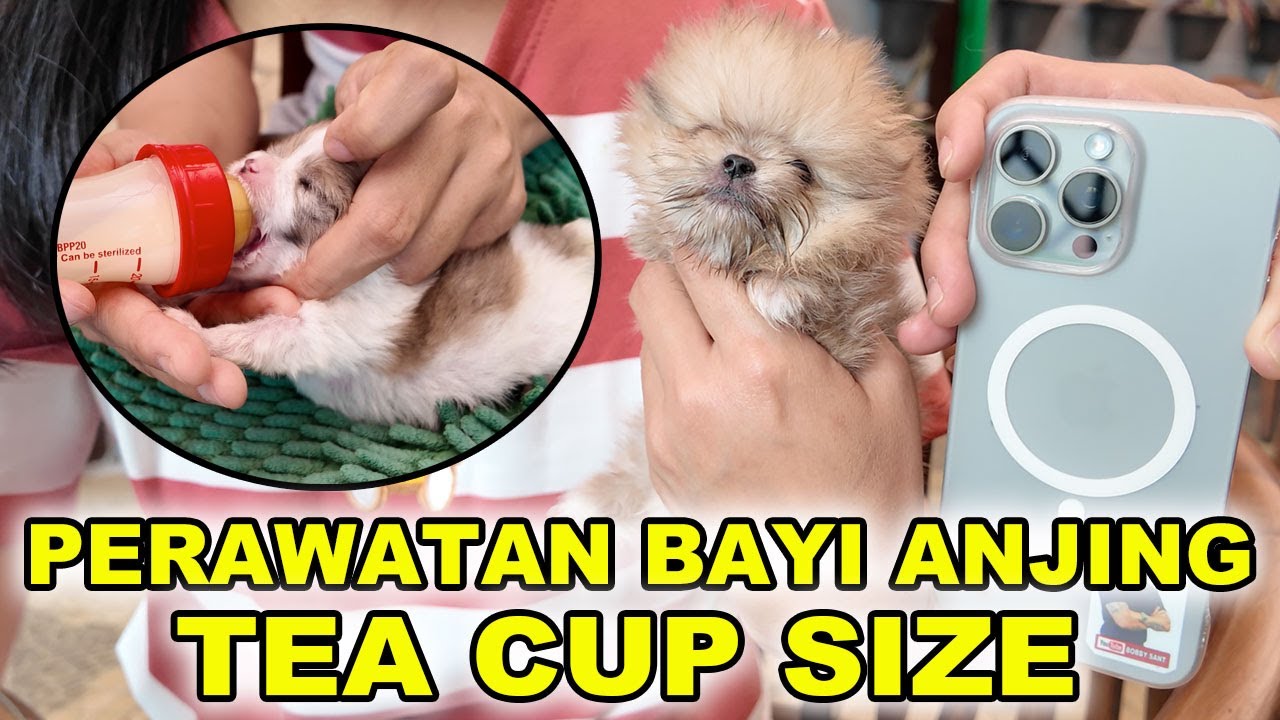 Perawatan Anjing Tea Cup Size Alias Super Mini - YouTube