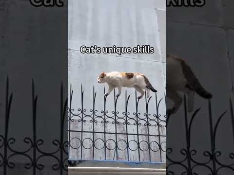 KÖH - KEDİ ÖZEL HAREKAT 🥰🥰🥰#shortvideo #cats #kedi