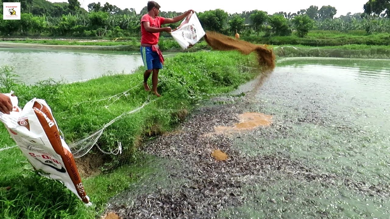 Fish Feeding || Fish Farming Business in Village Pond - YouTube
