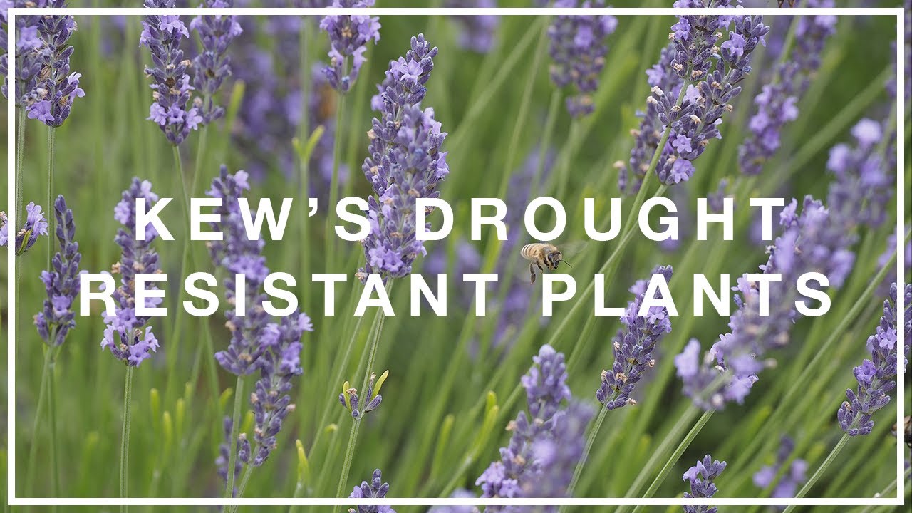 How to plant a drought tolerant garden with Kew | Hubbub Campaigns ...