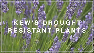 How to plant a drought tolerant garden with Kew | Hubbub Campaigns