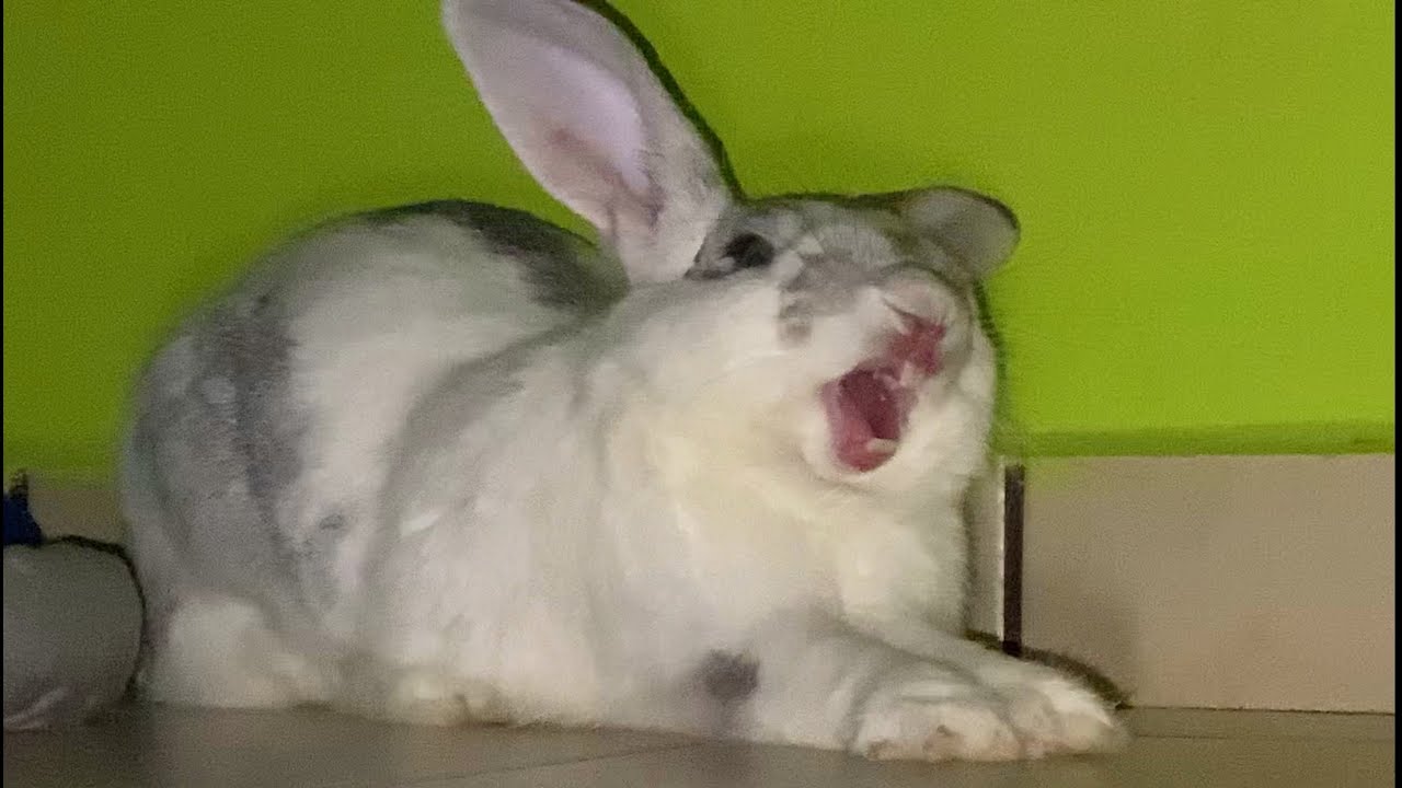 Mi Conejo Bostezando - YouTube
