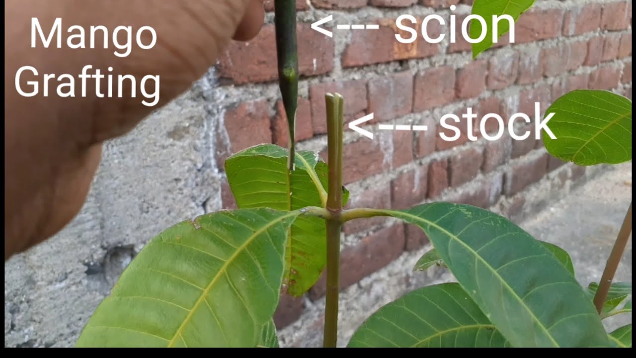 failure of Mango grafting ||what not to do during grafting - YouTube