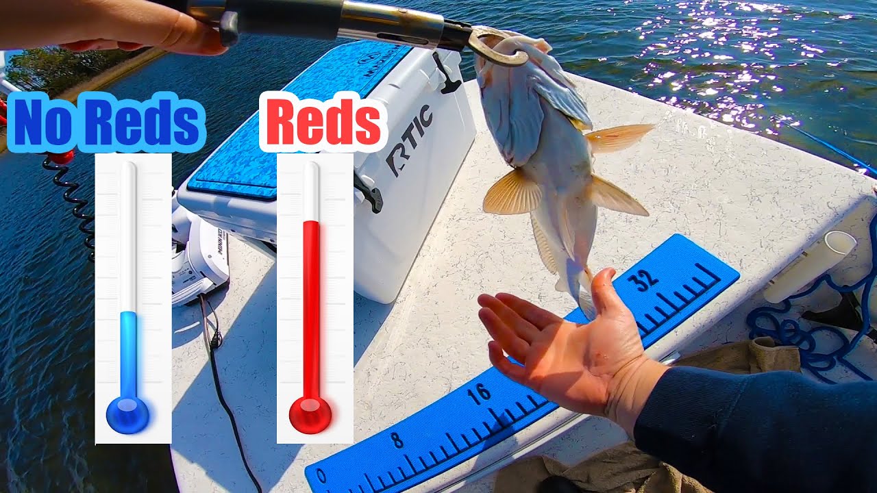 Favorite Lure for Winter Redfish - YouTube