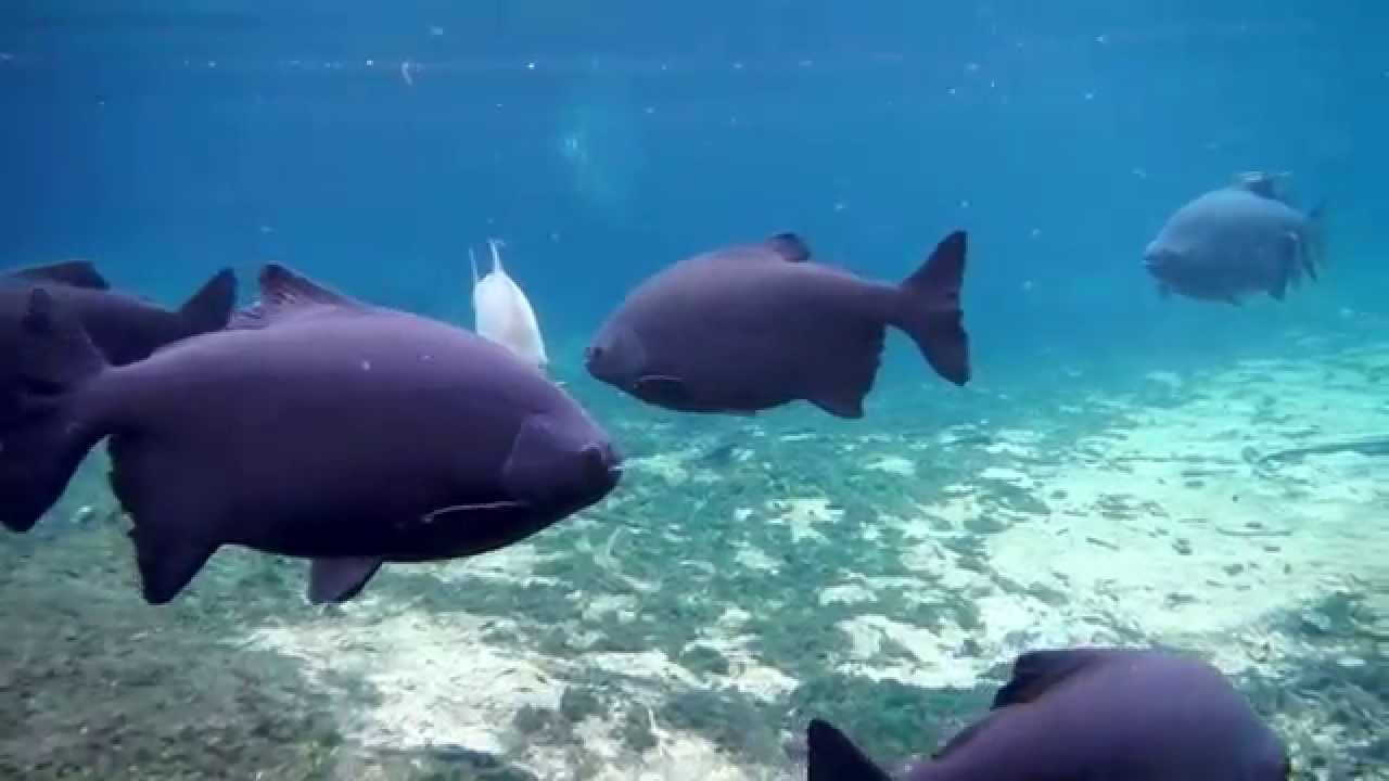 FISH, SMALL-SCALED PACU (PIARACTUS MESOPOTAMICUS), PACU, PACU-CARANHA ...