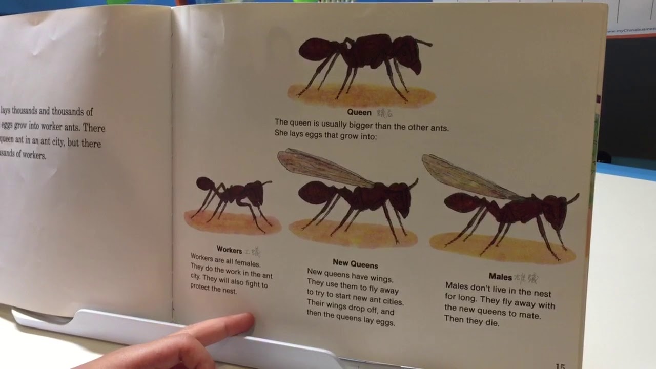 Ant cities~Let's read and find out science (stage2) - YouTube