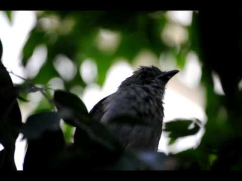 Screaming piha (Lipaugus vociferans) - YouTube