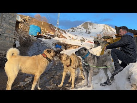 YENİ SÜRPRİZİME HAZIR OLUN ! AZATTO ORTALIĞI DAĞITTI