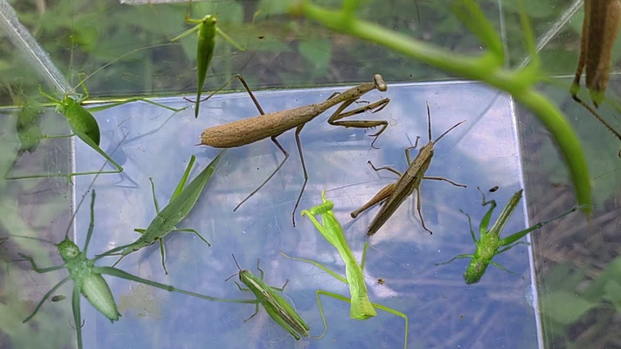 You must see!!! Hunt praying mantis, locust and grasshoppers in the ...
