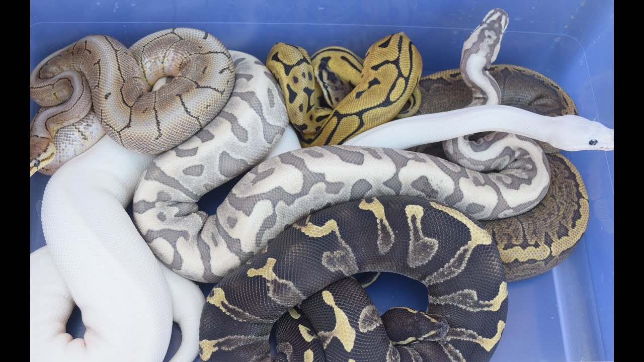 ScalyCreations Ball Pythons 2016 Holdbacks Update - YouTube