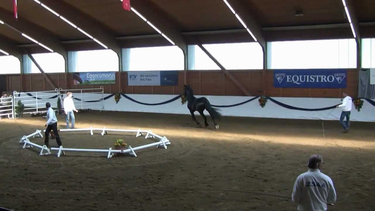 Arabo-Fries Felix van de Molenweg - Freilaufen - YouTube