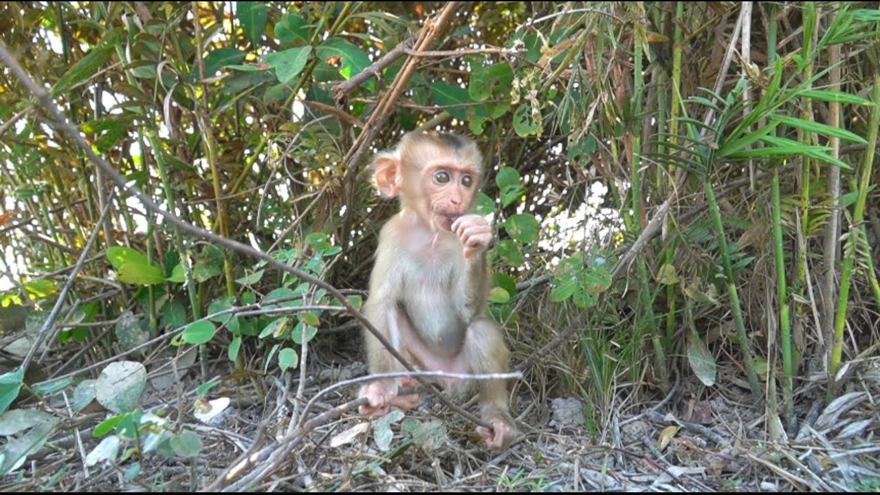 Monkeys like silence #monkey #love #beautiful - YouTube