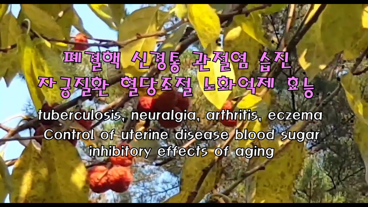 꾸지뽕 나무 효능과 사용하는 방법 Effectiveness of Scorpio Tree and Method of Use ...