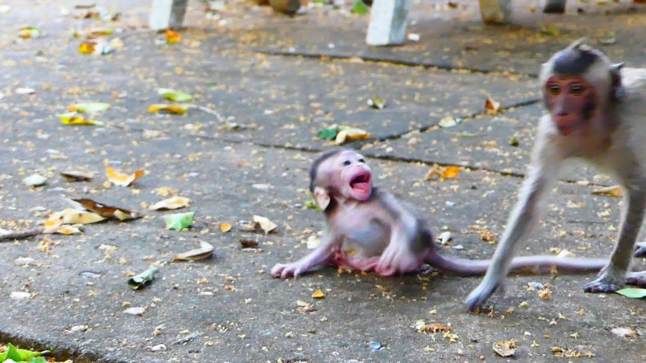 Mom Sarah, Why do you keep your baby monkey Santo alone like this ...