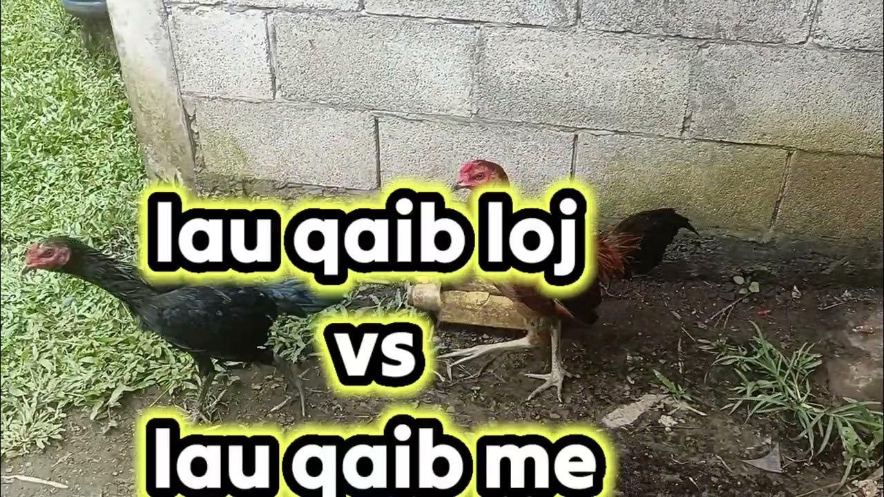 lau qaib loj vs laus qaib me ua lau txiv ho zoo li cas - YouTube