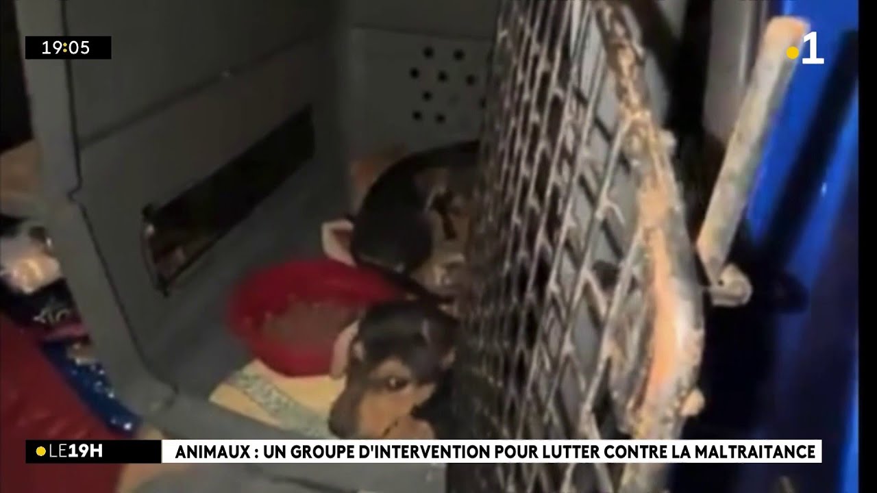 Le Port : un groupe d'intervention pour lutter contre la maltraitance ...