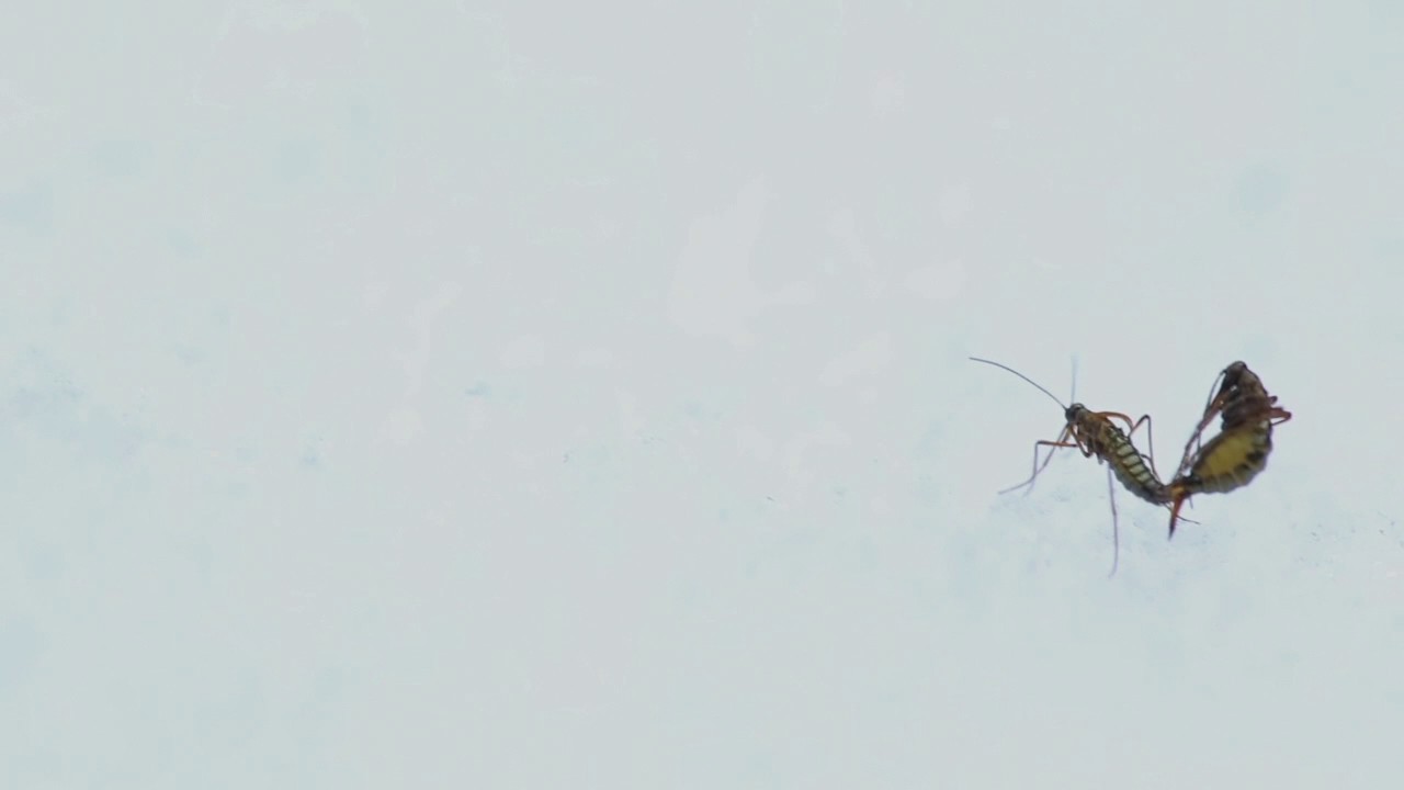 Snow Scorpionfly (Boreus westwoodi) Mating - YouTube