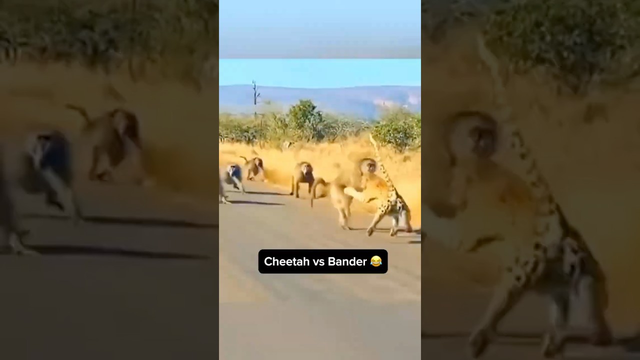 Cheetah vs Monkey 😂 #funny #comedy #bandar #cheetah #funnyvideo # ...