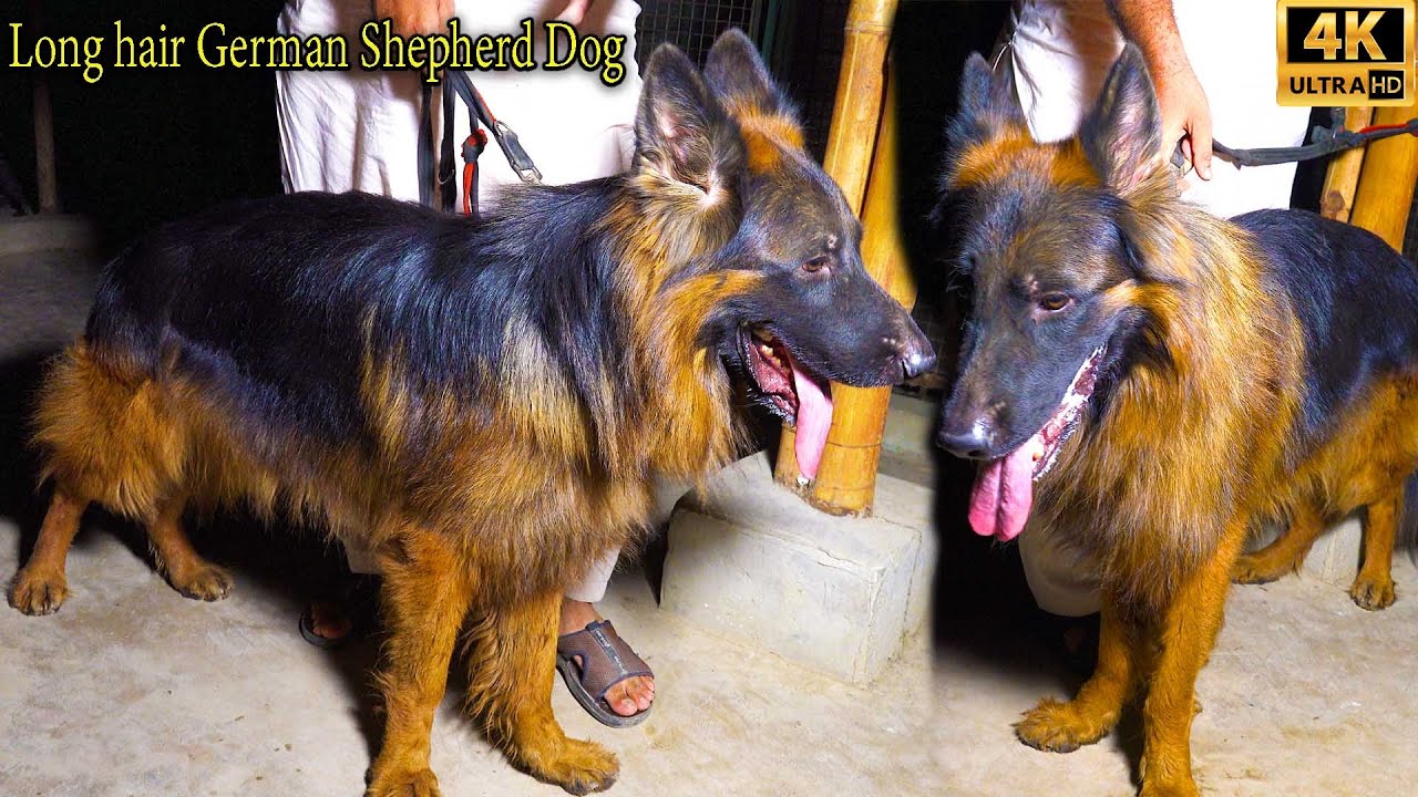 German Shepherd Dogs and Pomeranian Most Famous Dogs at Asad Brohi Dogs ...