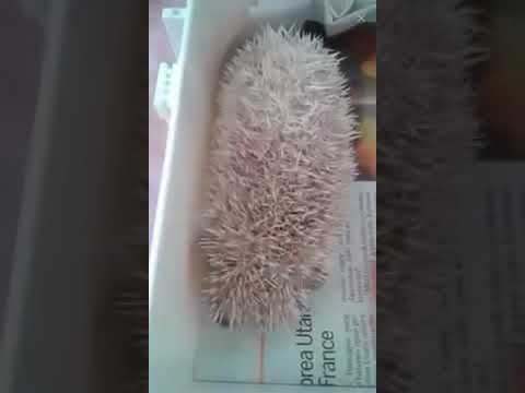 bigo live sexy baby