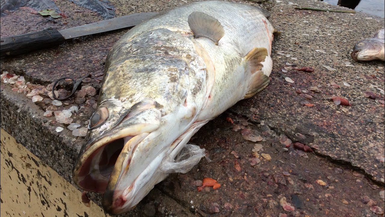 Gaba Fish Market - Kampala - YouTube