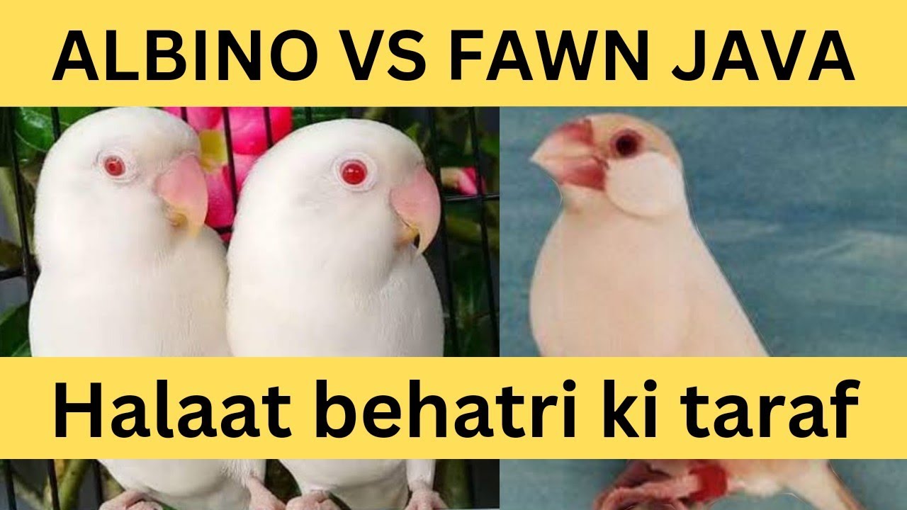 albino red eyes VS FAWN java | halaat behatri ki taraf | breeding business | October 7, 2024 ...
