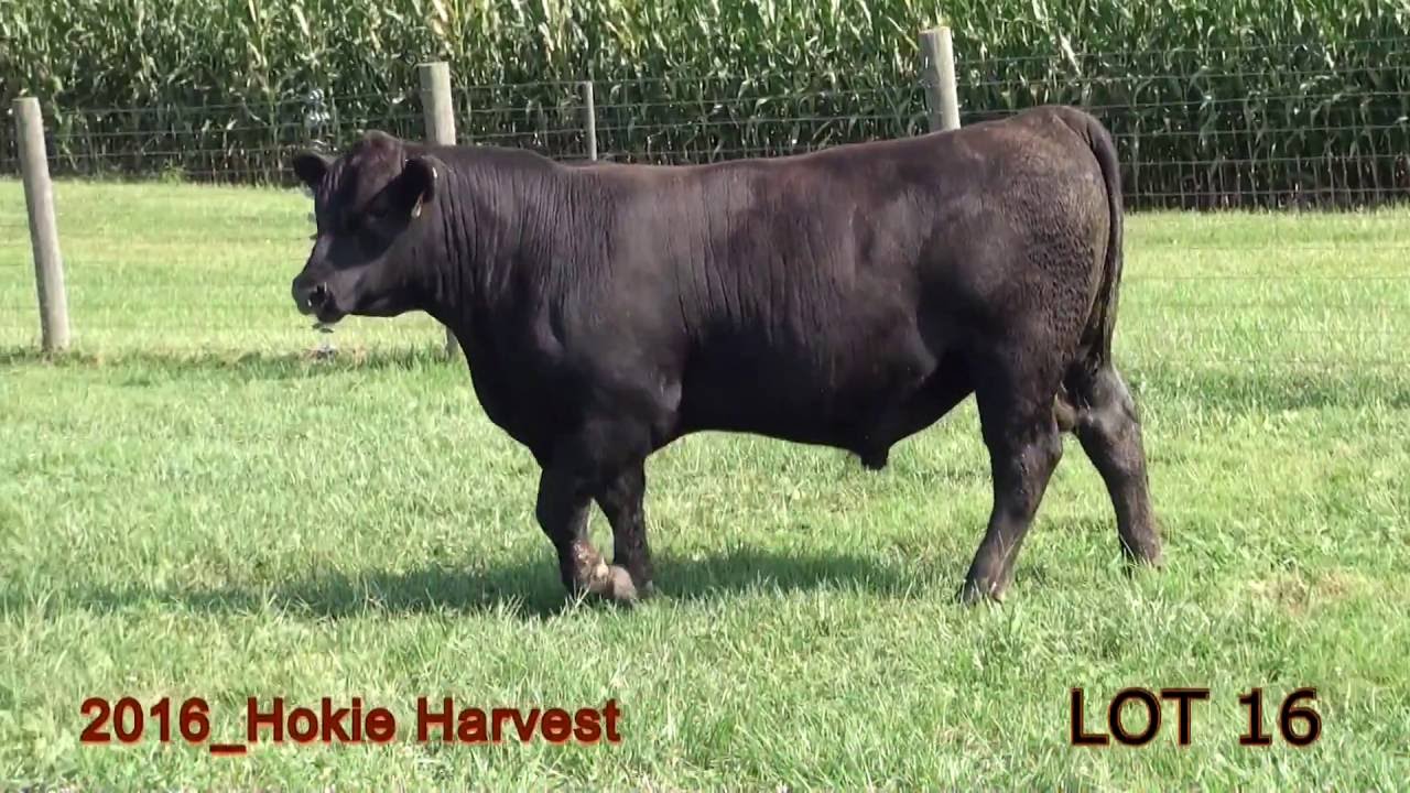 LOT 16 _ #5C28 _ 2016 Hokie Harvest_VTech - YouTube