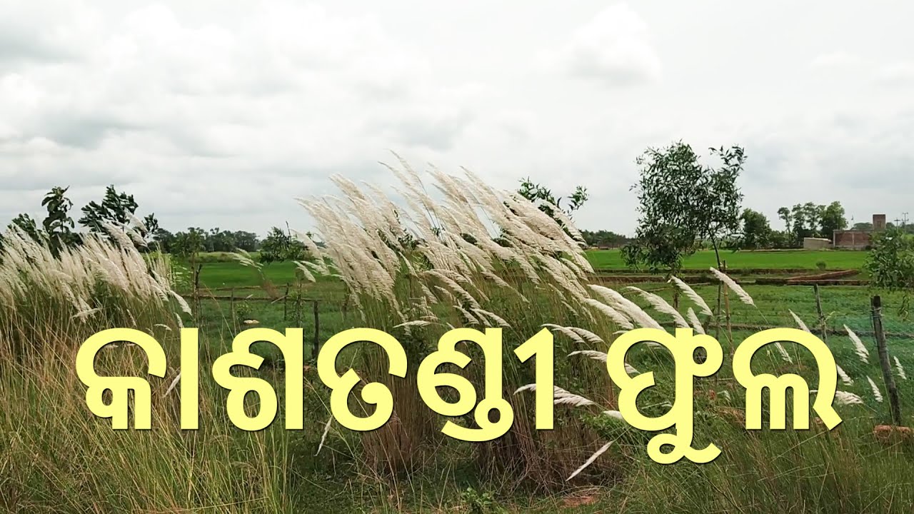 Kasatandi fula | Autumn flower | Maa Durga nka Agamana | Beautiful ...