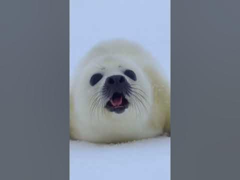 Interesting facts about Harp seal - YouTube