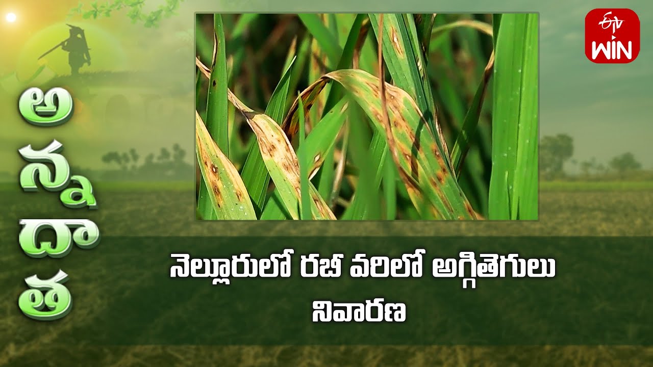 Blast disease in rabi paddy @Nellore | ETV - YouTube