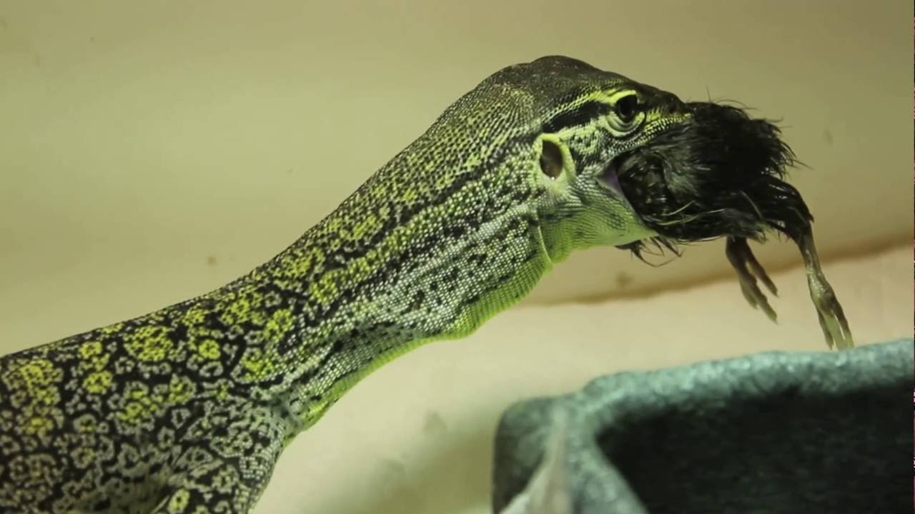 Varanus Flavirufus (Sand Monitor) Feeding Quail - YouTube