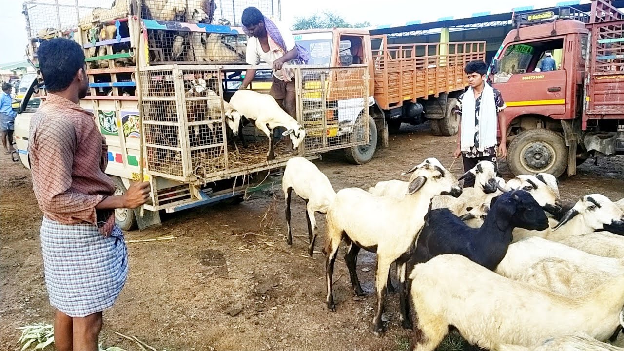 nellore judipi sheeps unloading in pattikonda sheep market kurnool dist ...
