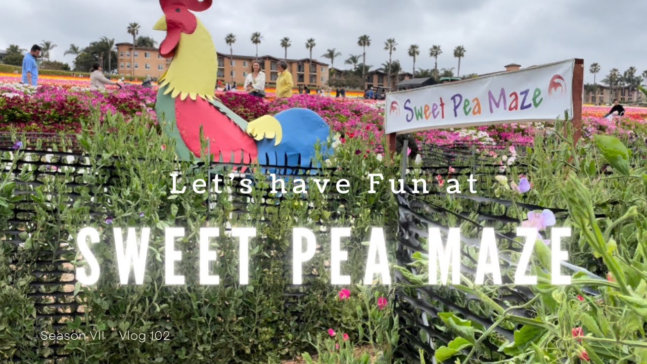 Enchanting Escape: Sweet Pea Maze Adventure at Carlsbad Flower Fields ...