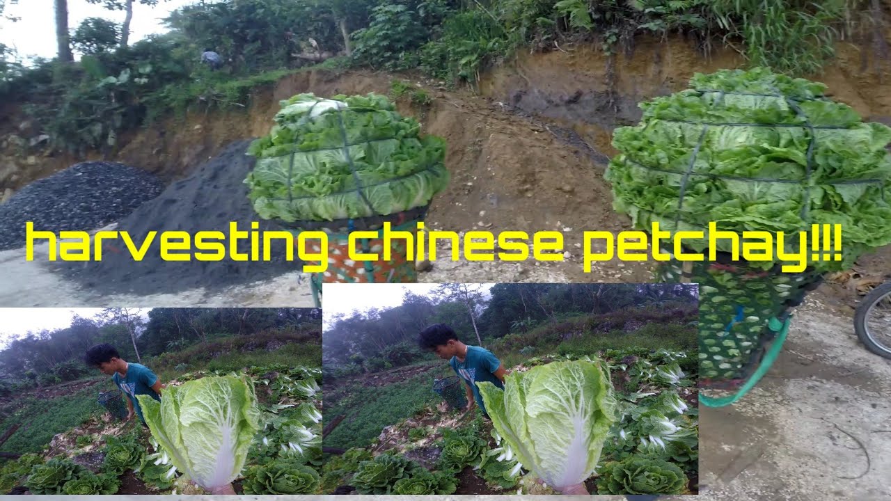 Chinese petchay - YouTube