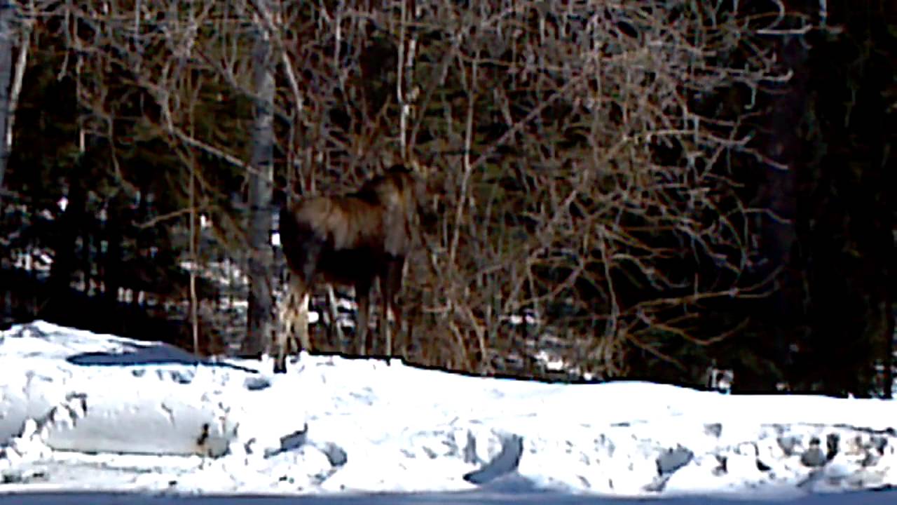 Moose snacking - YouTube