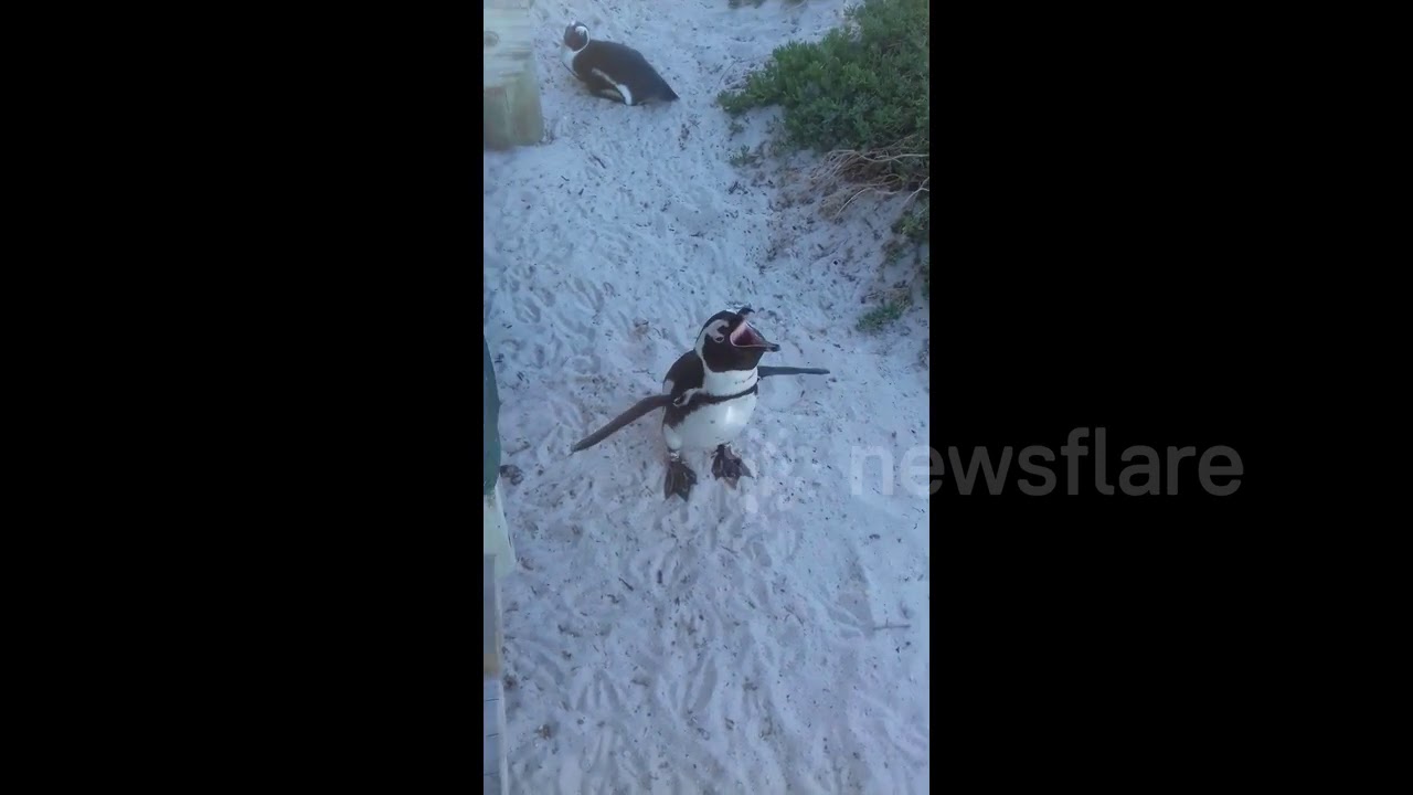 Penguin makes a 'honking' mating call that sounds just like a donkey ...