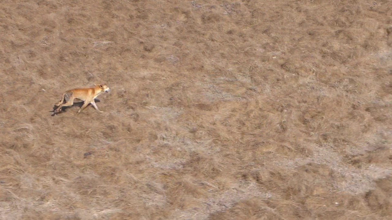 Dingo photographed from helicopter in Australian outback - YouTube