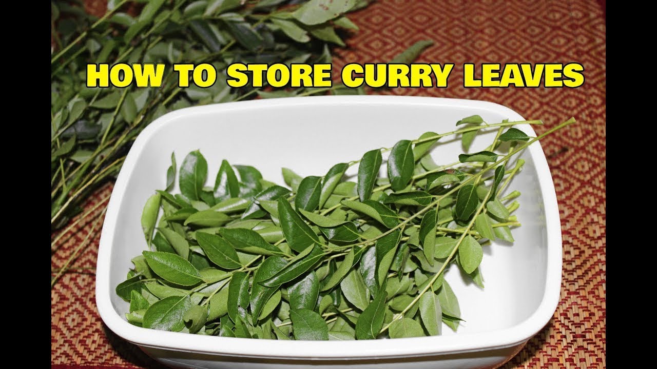 How To Store Of Curry Leaves Uses Of Curry Leaves currys leaves how-to-store-of-curry-leaves-uses-of-curry-leaves-currys-leaves