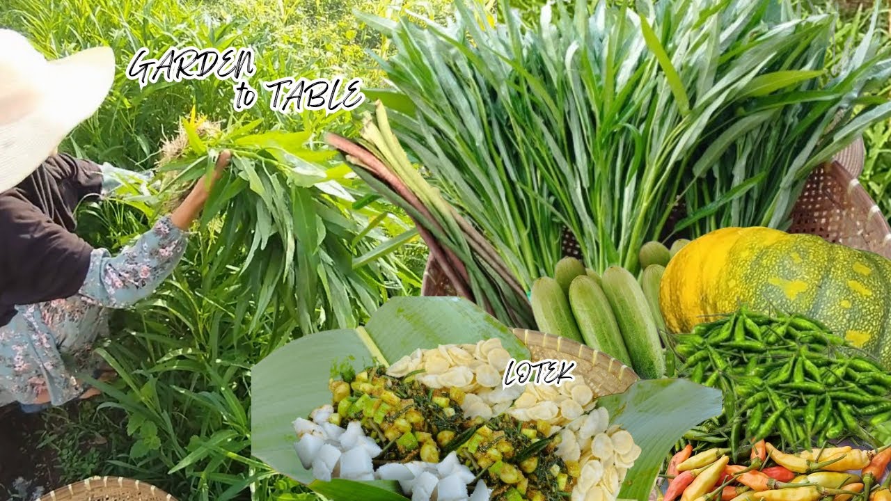 Panen Sayur Organik Gratis Hasil Kebun | Buat Salad Sayur (Lotek ...