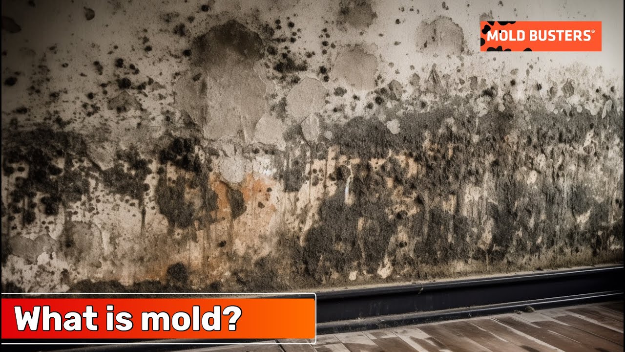 What is mold? - Mold Busters - YouTube