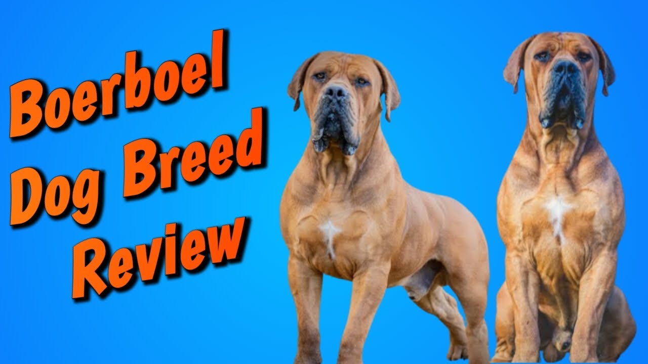 Boerboel Dog Breed Review || Boerboel || Dogs Junction. - YouTube