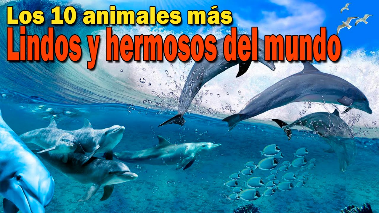 Top 10 Animales más lindos y hermosos del mundo - YouTube