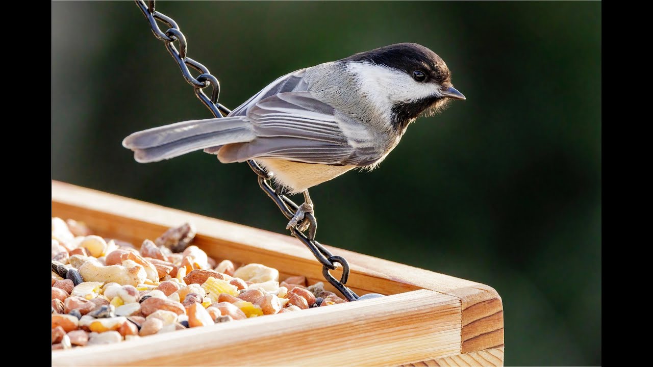 Midwest Bird Feeders - YouTube