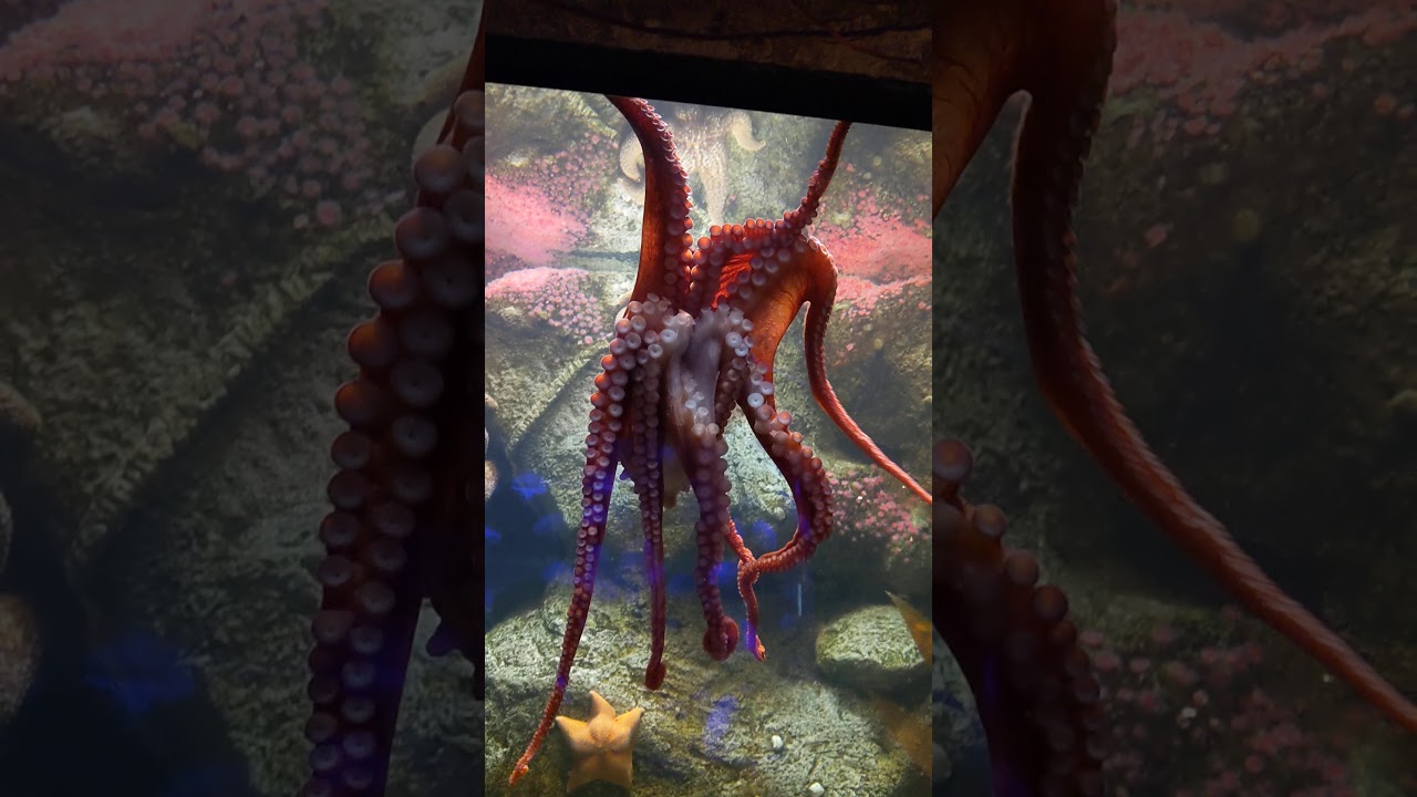 Octopus at the Shark Reef aquarium in the Mandalay Bay Hotel - YouTube
