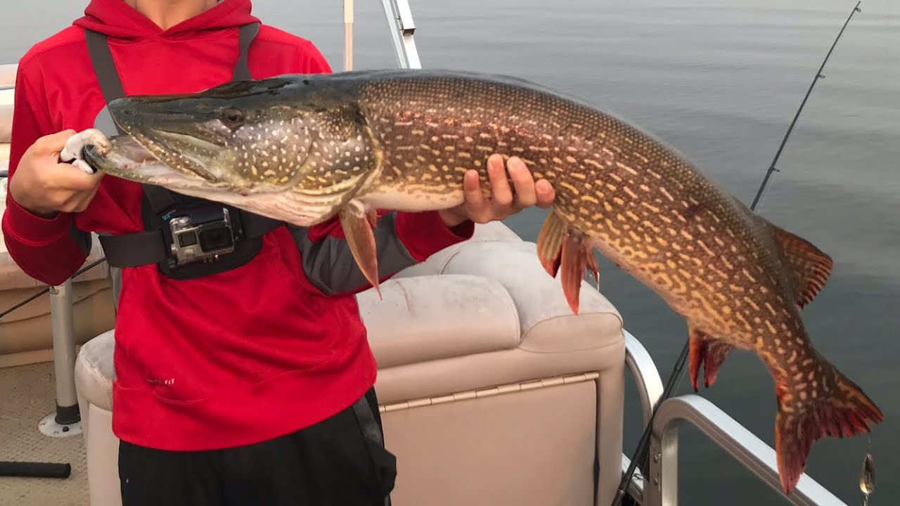 FISH OF A LIFETIME Caught While PIKE Fishing (Near STATE RECORD ...