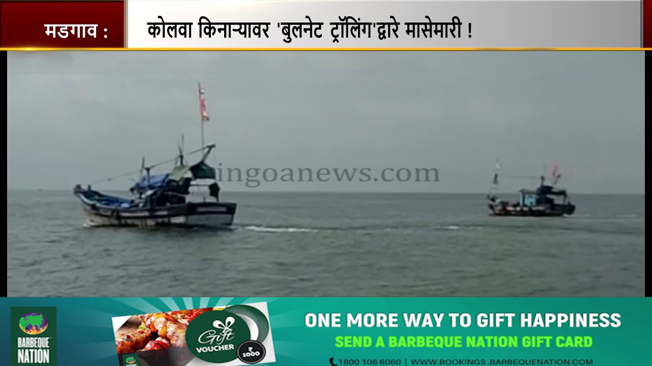 Illegal Bull Trawling At Colva Beach - YouTube